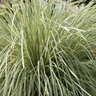 Lomandra Longifolia Platinum Beauty Variegated Mat Rush | SiteOne US